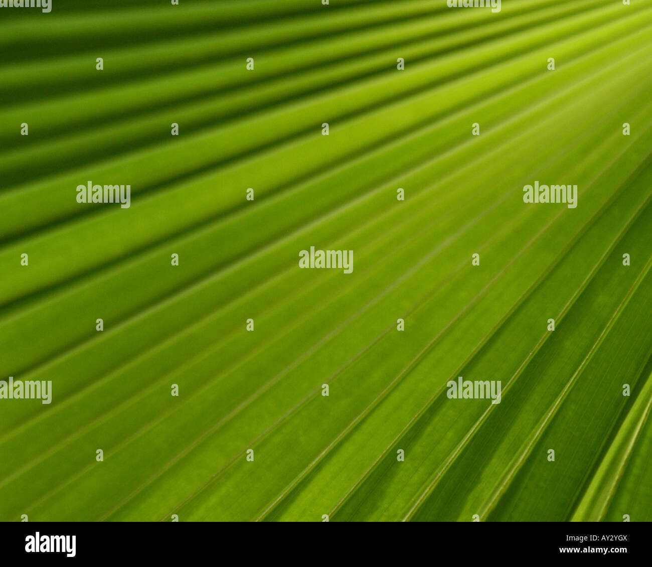 Concertina plant hi-res stock photography and images - Alamy