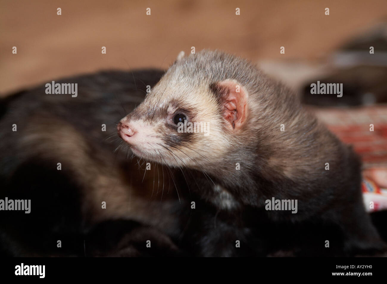Ferret, ferrit, pet, tame, polecat, family, northern, northerner, cute ...