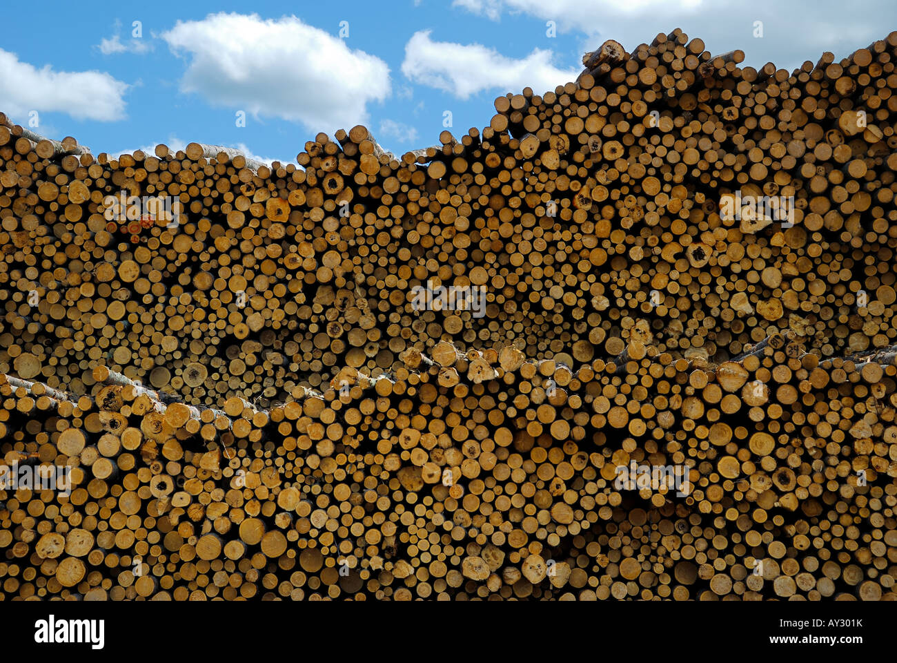 Pinus radiata logs hi-res stock photography and images - Alamy