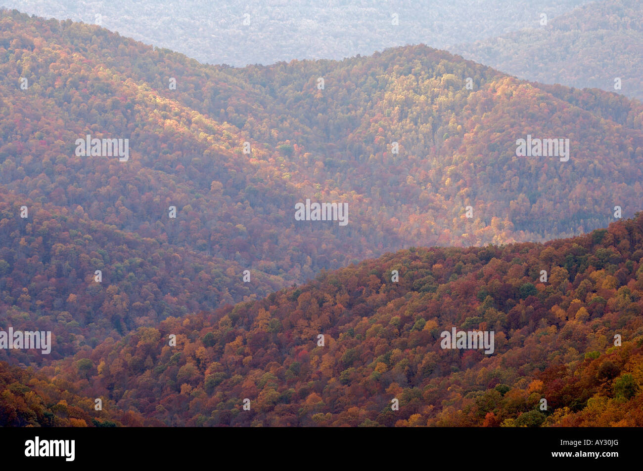 Mountainside covered with trees in fall foliage and illuminated by the ...