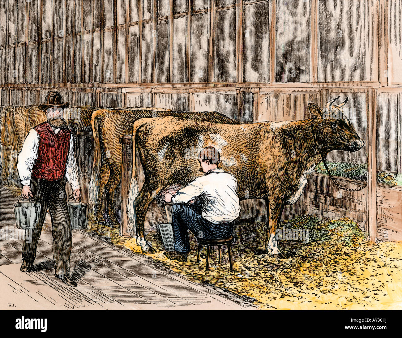 Milking time in a dairy barn 1870s. Hand-colored woodcut Stock Photo ...