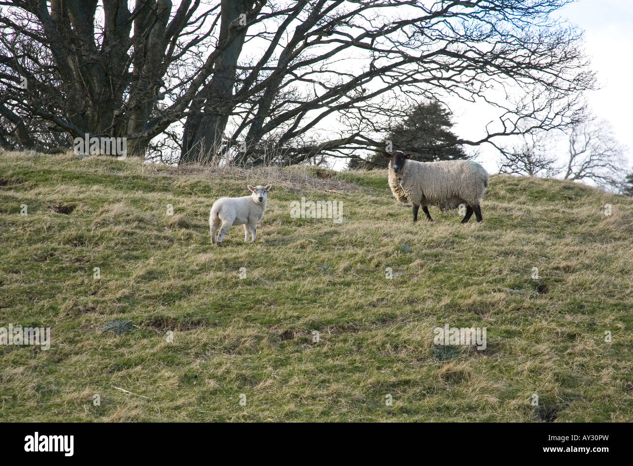 Young lambs in the fields, Northumberland, England Stock Photo - Alamy