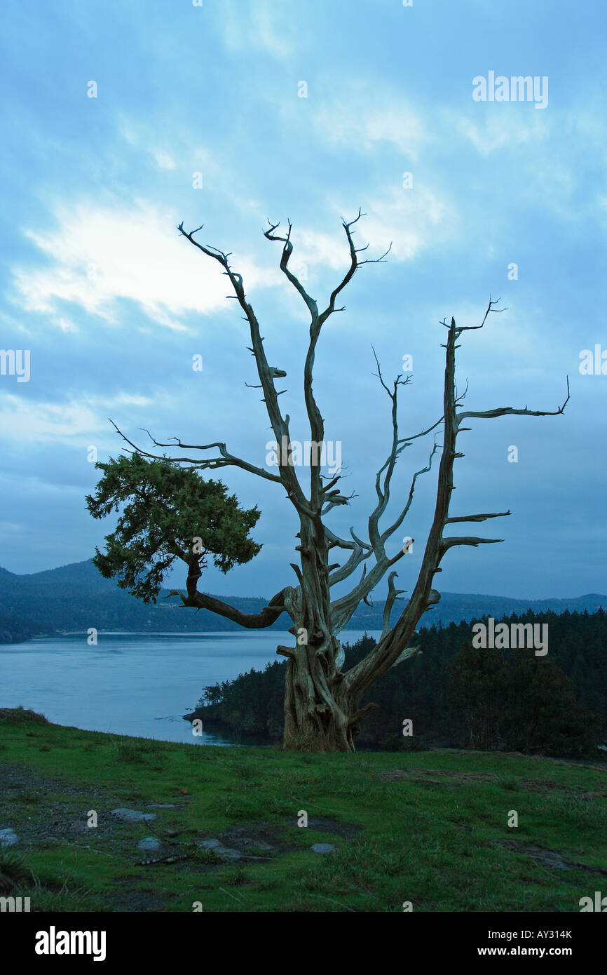 Gnarled cedar tree hi-res stock photography and images - Alamy