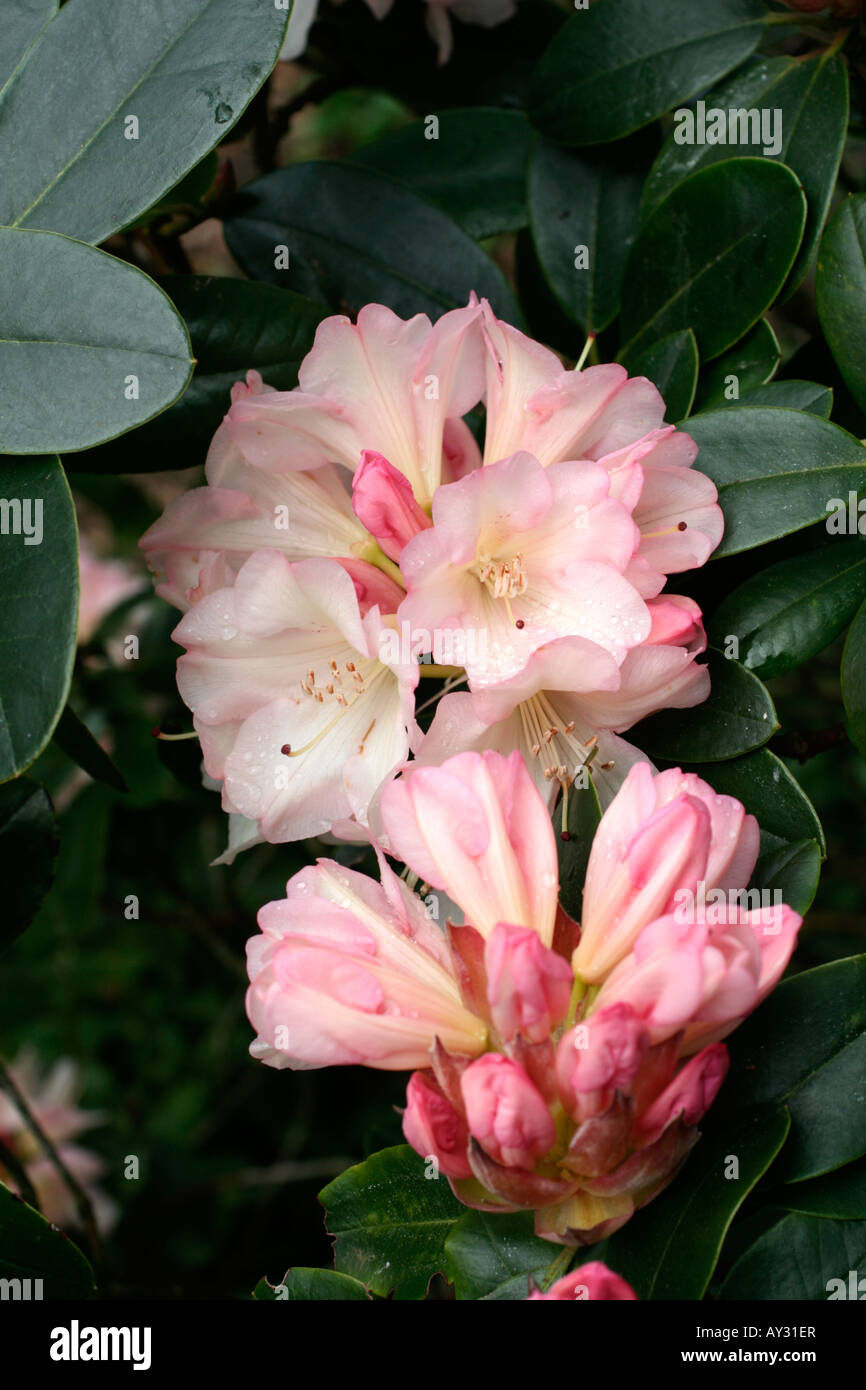 RHODODENDRON UNIQUE AGM Stock Photo - Alamy
