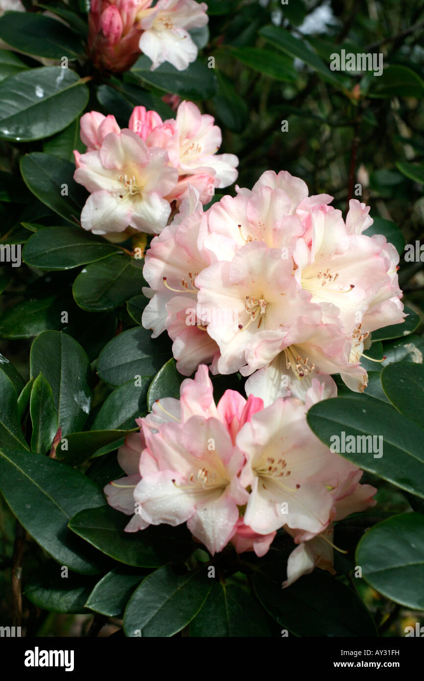 RHODODENDRON UNIQUE AGM Stock Photo - Alamy
