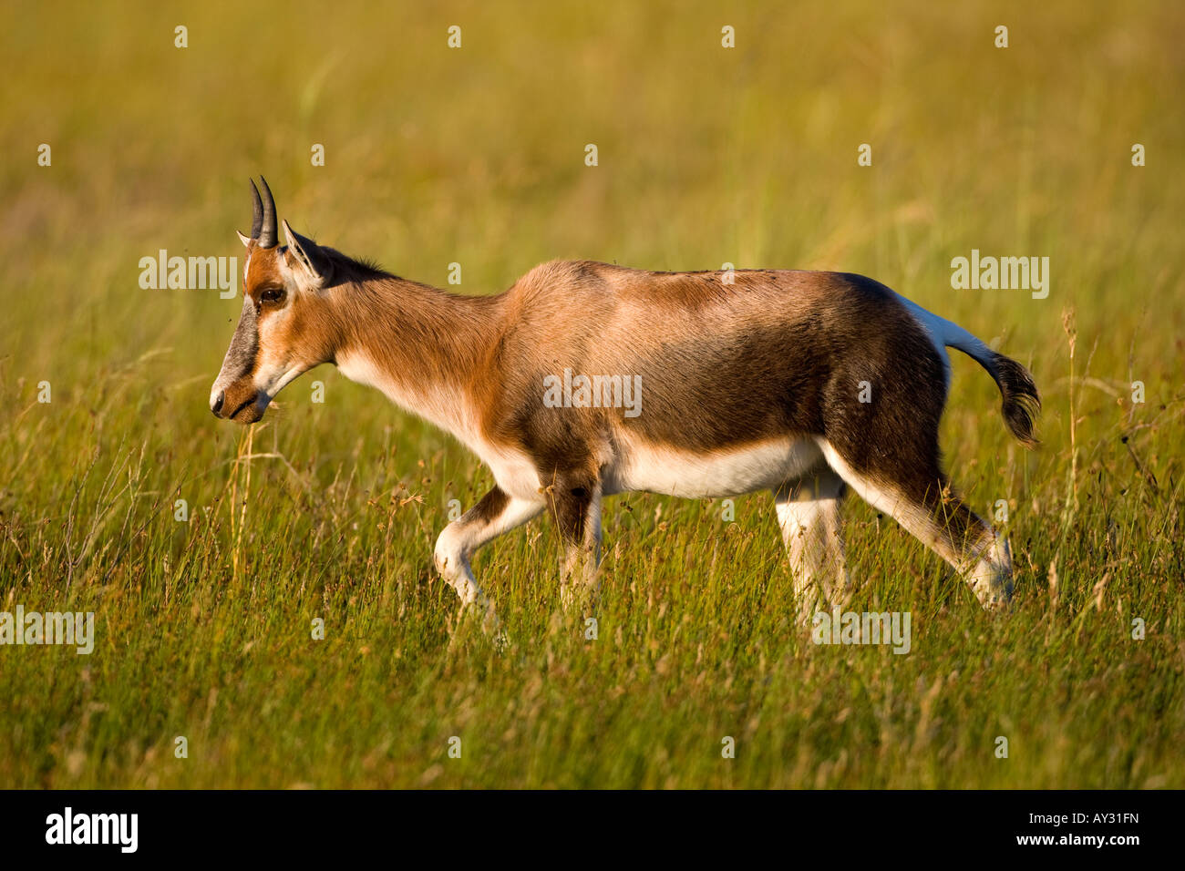 Bontebok young wildlife africa hi-res stock photography and images - Alamy