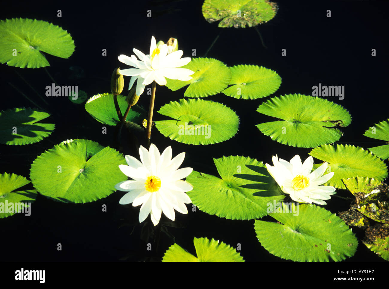 Water lilies growing on a pond Stock Photo - Alamy
