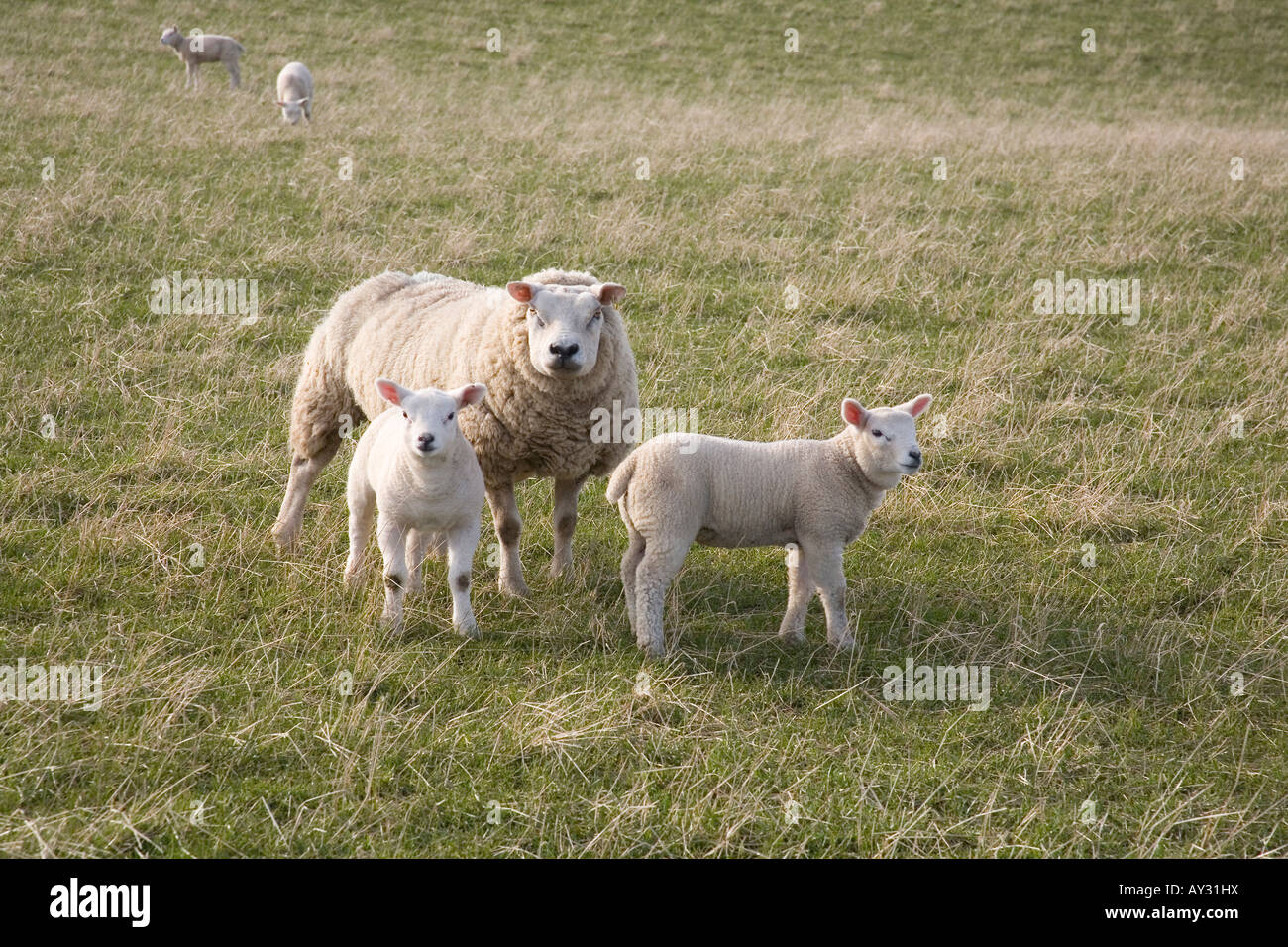 Baby spring lambs in hi-res stock photography and images - Alamy