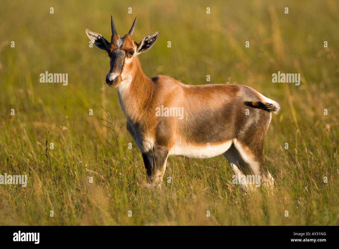 Bontebok young wildlife africa hi-res stock photography and images - Alamy