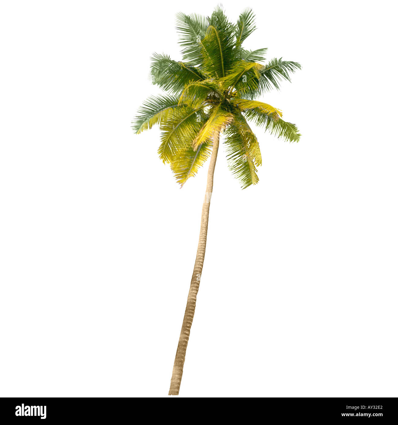 coconut palm tree Stock Photo - Alamy
