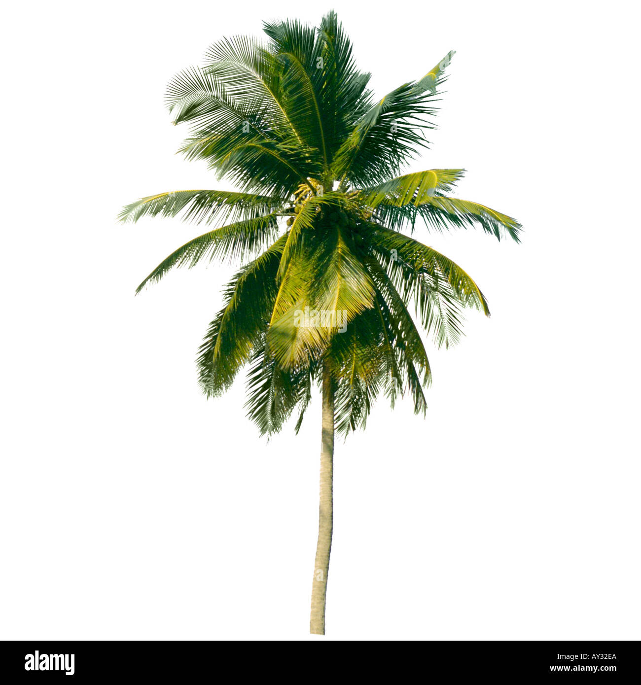 coconut palm tree Stock Photo - Alamy
