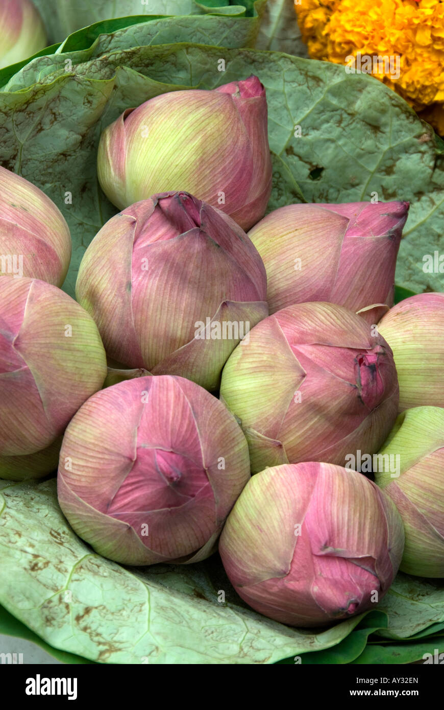 Bunch of lotus flower buds Stock Photo - Alamy