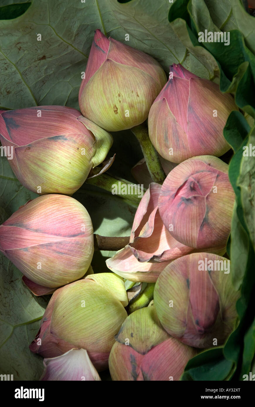 Bunch of lotus flower buds Stock Photo - Alamy