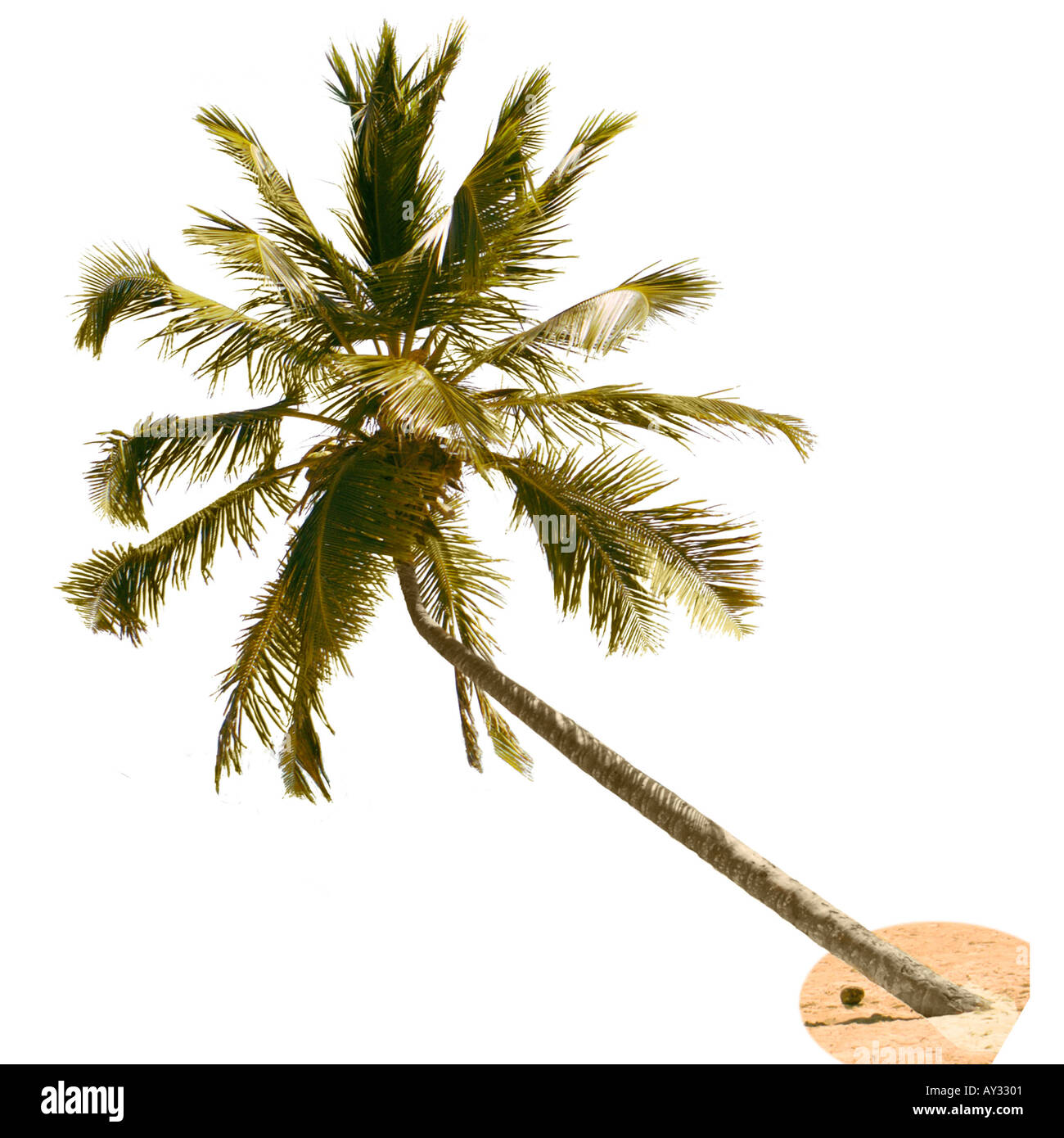 coconut palm tree Stock Photo - Alamy