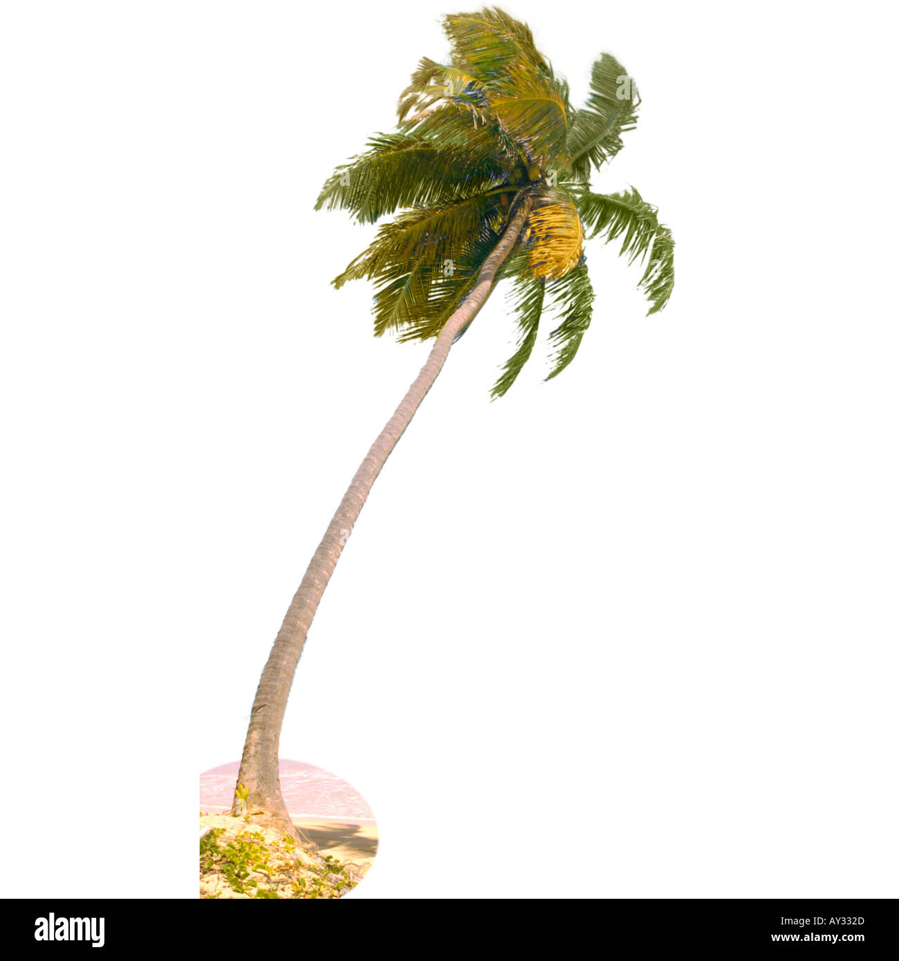 coconut palm tree Stock Photo - Alamy