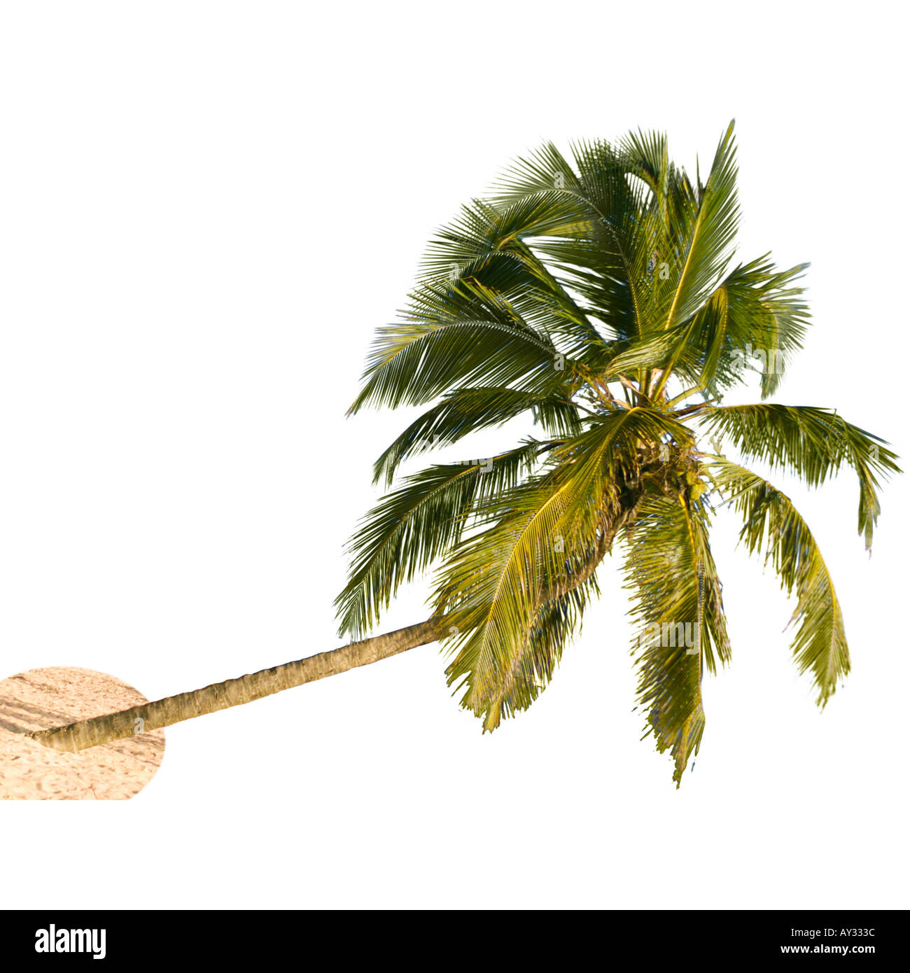 coconut palm tree Stock Photo - Alamy