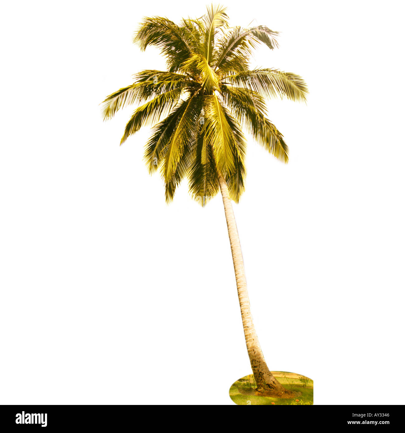 coconut palm tree Stock Photo - Alamy
