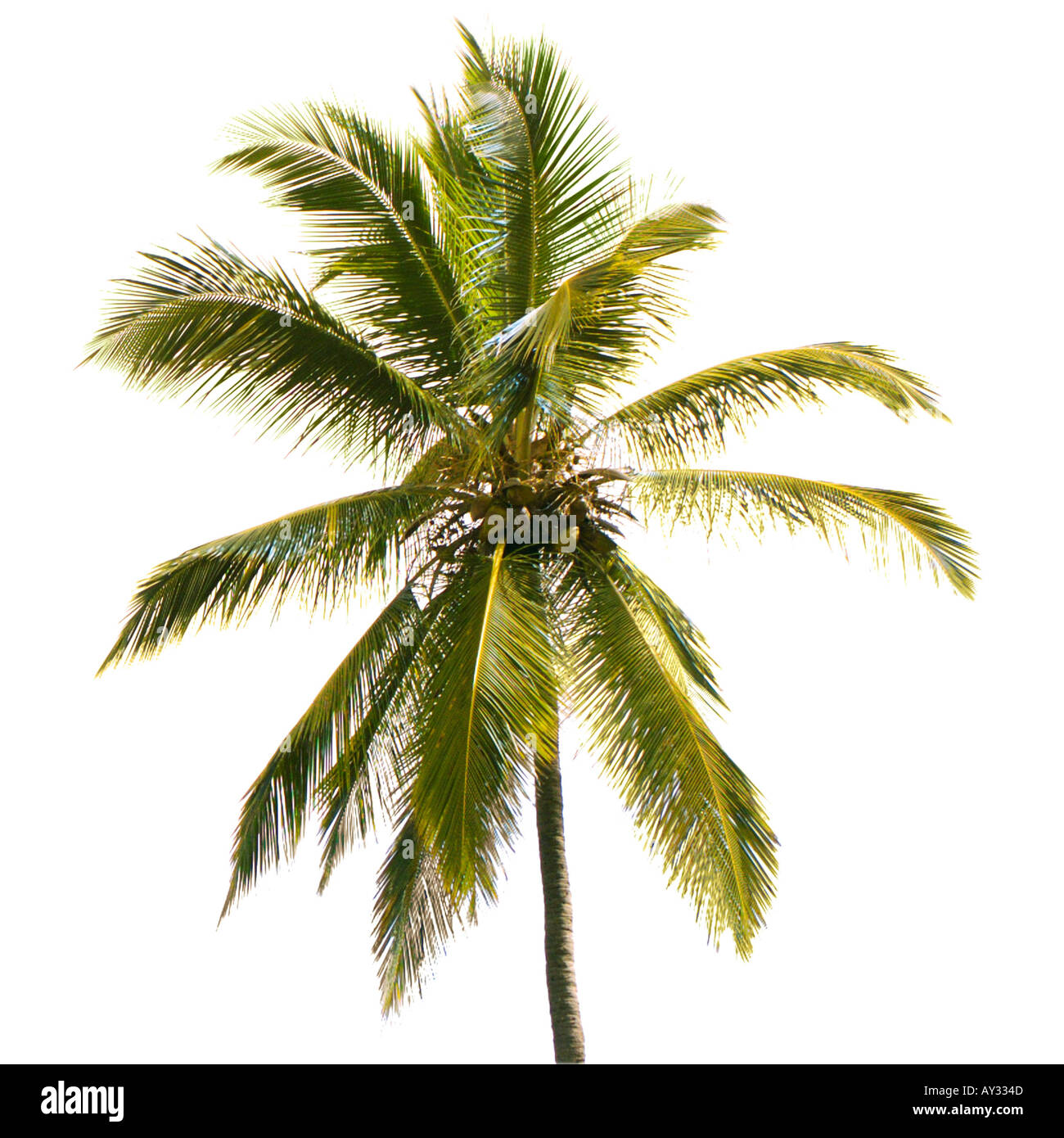 coconut palm tree Stock Photo - Alamy