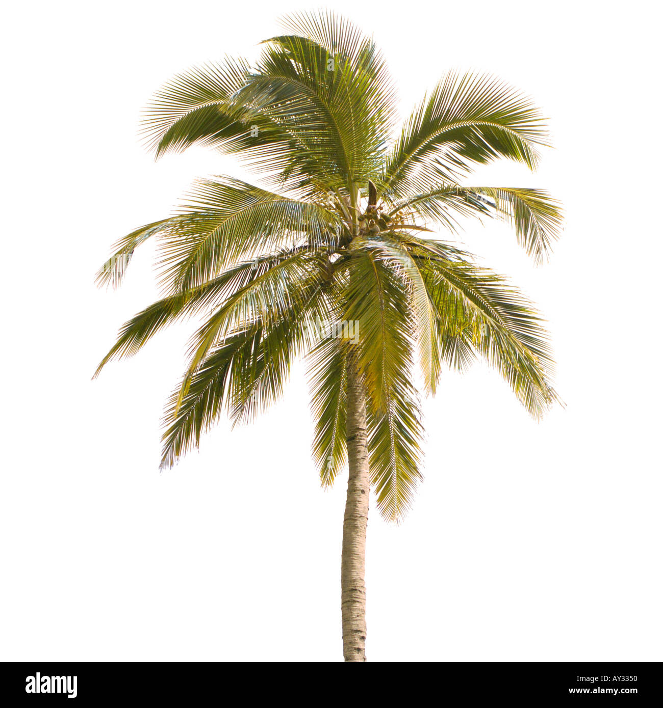 coconut palm tree Stock Photo - Alamy