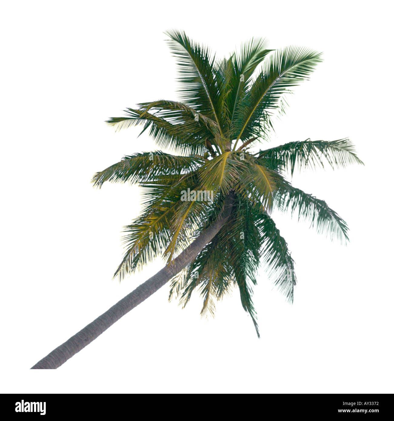 coconut palm tree Stock Photo - Alamy