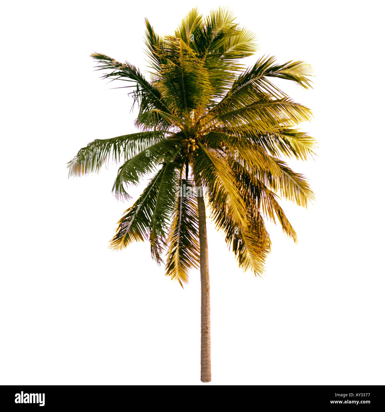 coconut palm tree Stock Photo - Alamy