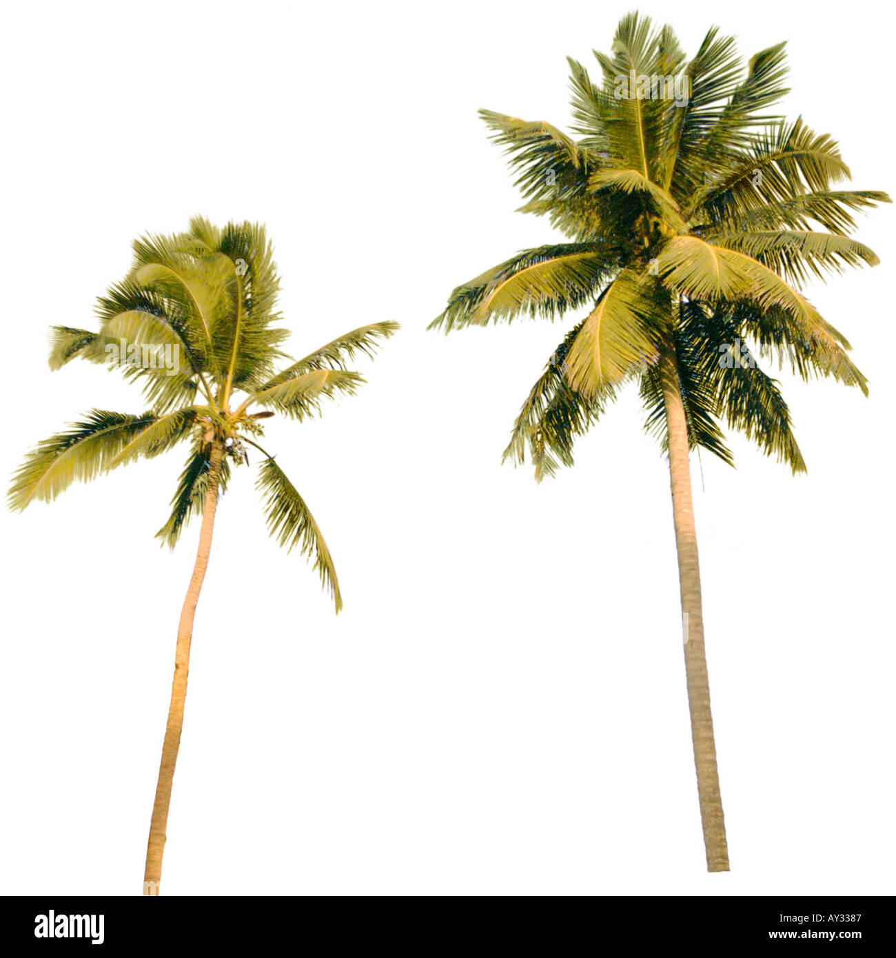coconut palm tree Stock Photo - Alamy