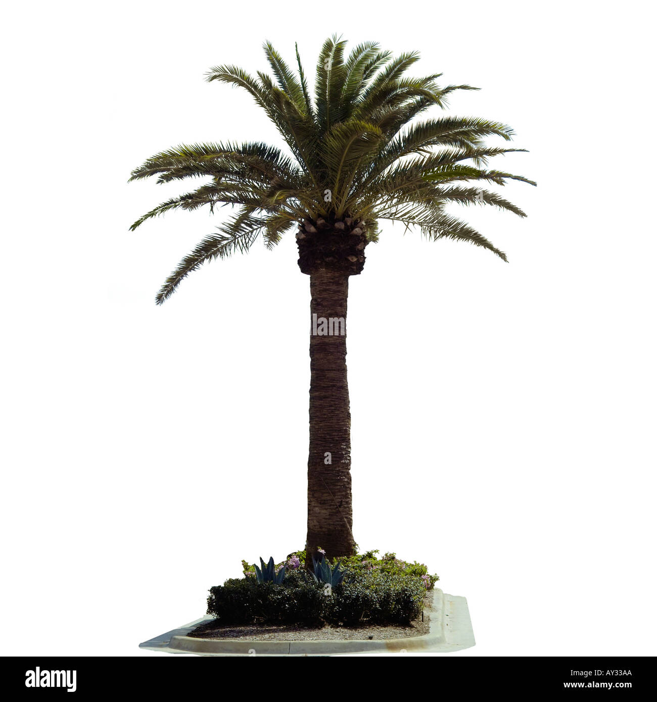 date palm tree Stock Photo - Alamy