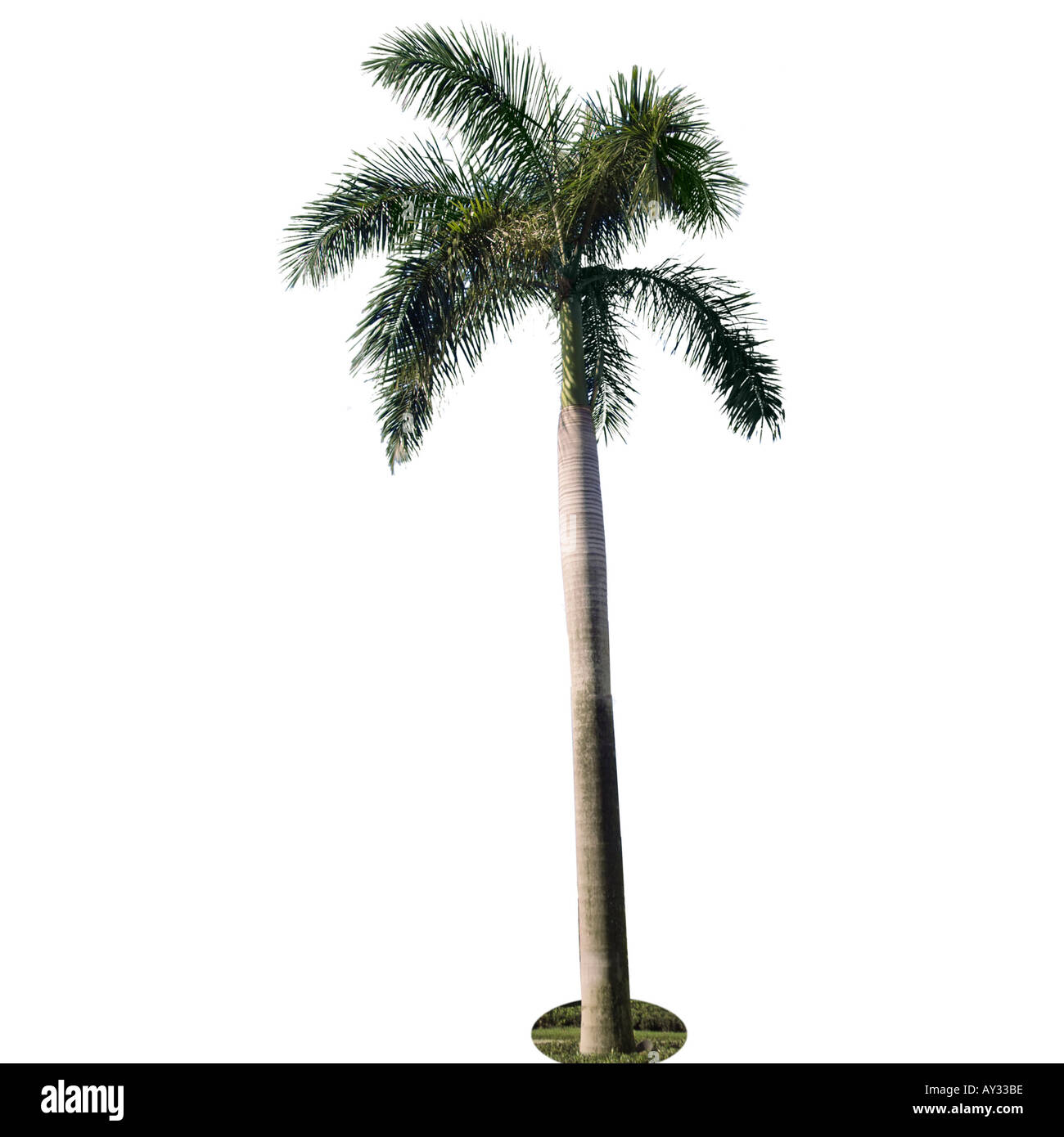 Royal palm tree Stock Photo - Alamy