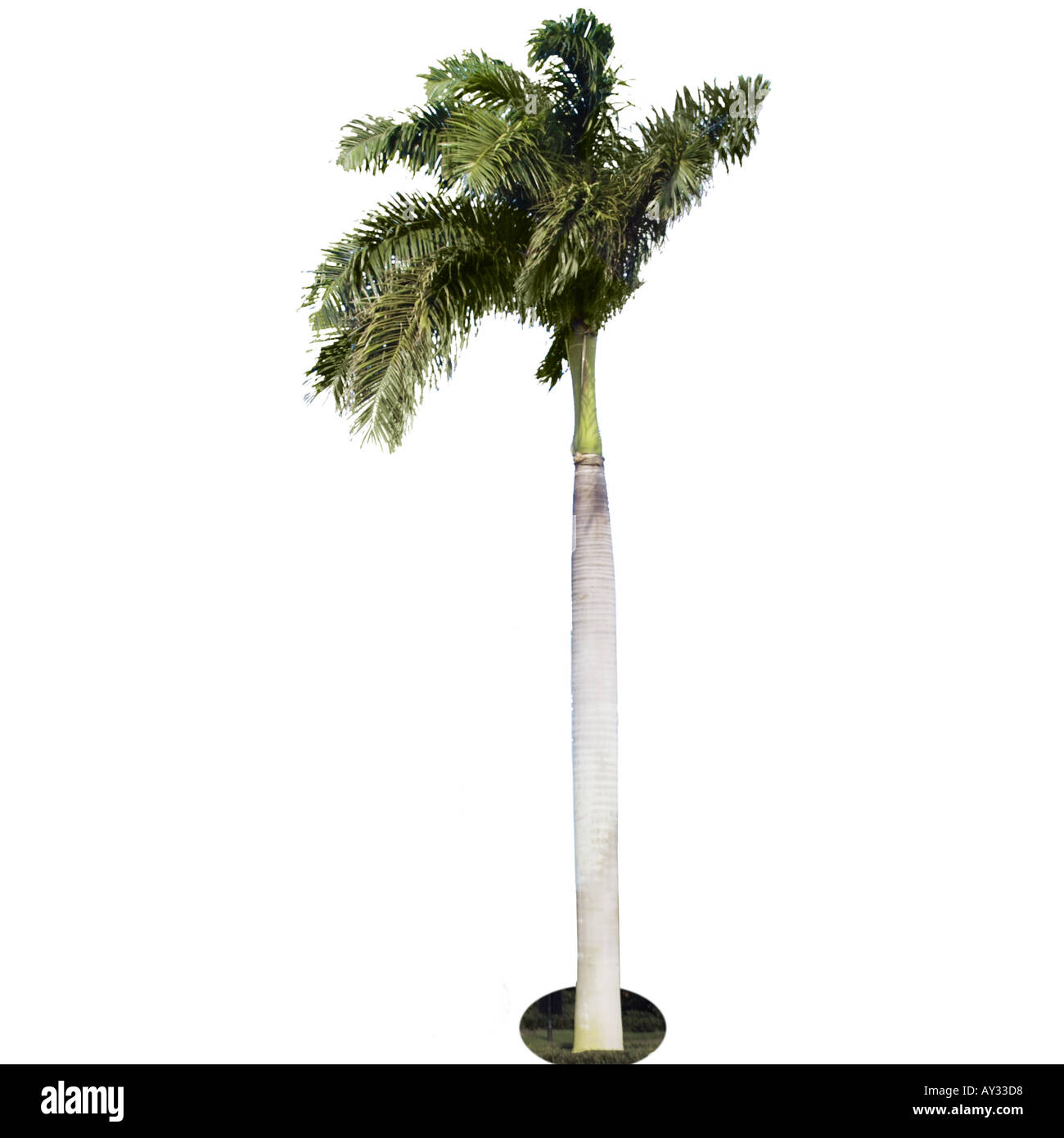 Royal palm tree Stock Photo - Alamy