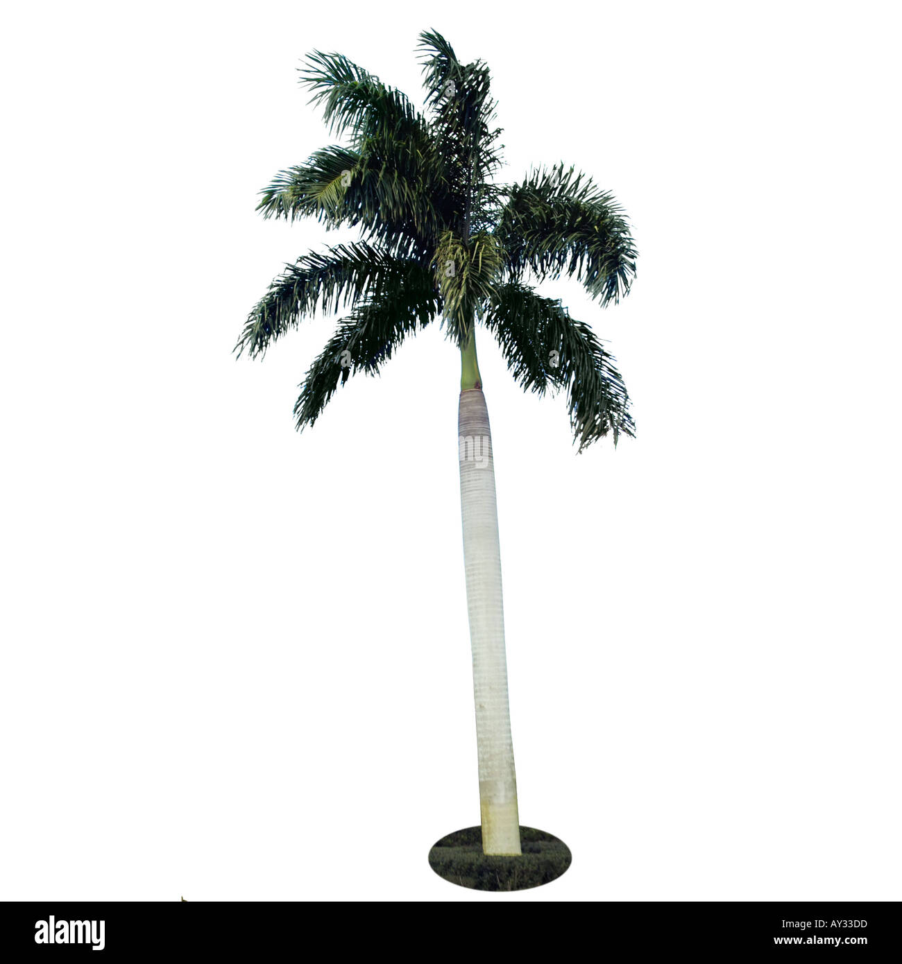 Royal palm tree Stock Photo - Alamy