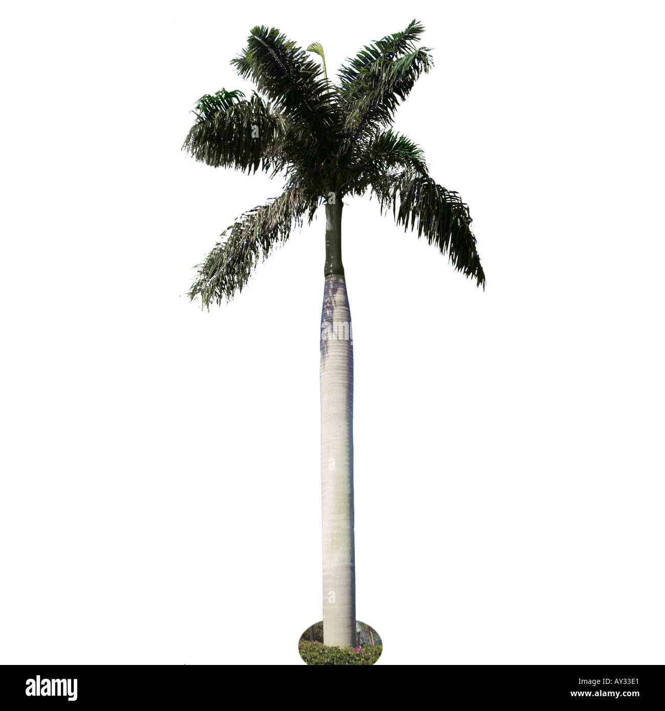 Royal palm tree Stock Photo - Alamy