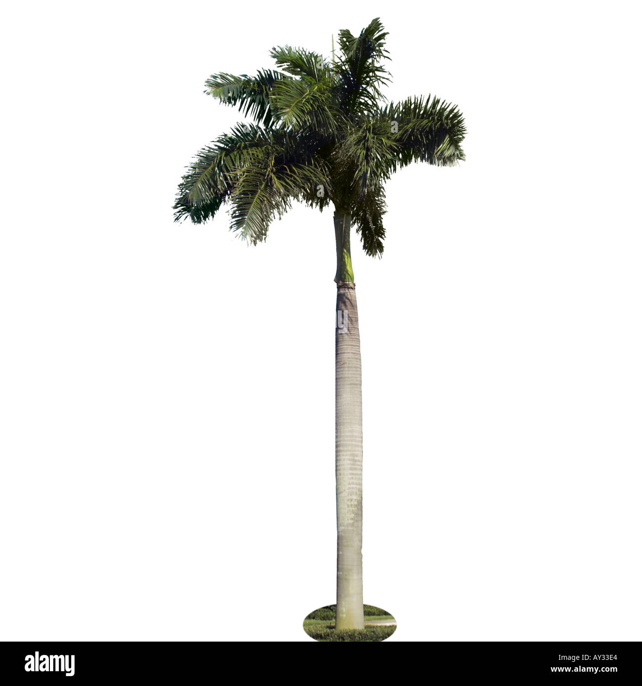 Royal palm tree Stock Photo - Alamy