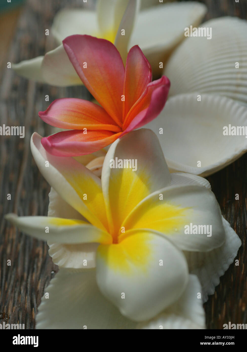 Close-up of Frangipani flowers with shells (Plumeria Stock Photo - Alamy