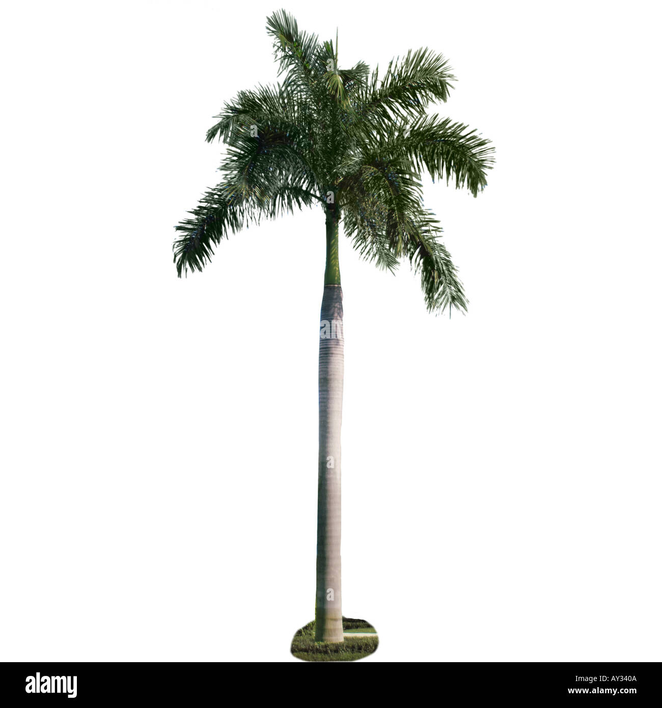 Royal palm tree Stock Photo - Alamy