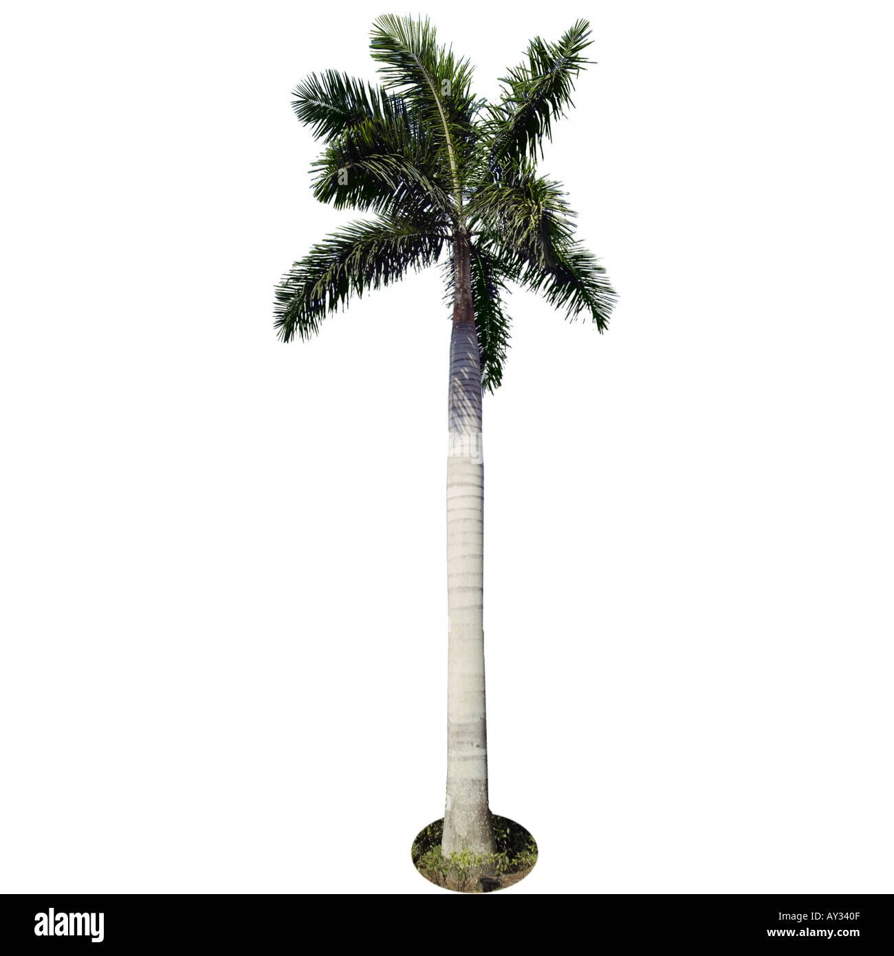 Royal palm tree Stock Photo - Alamy