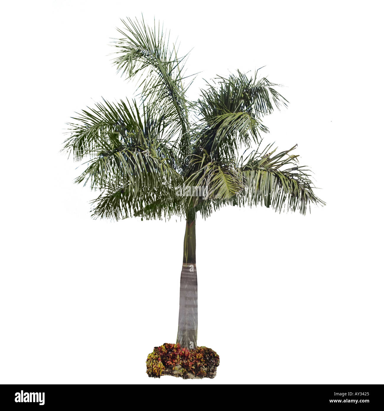 Royal palm tree Stock Photo - Alamy