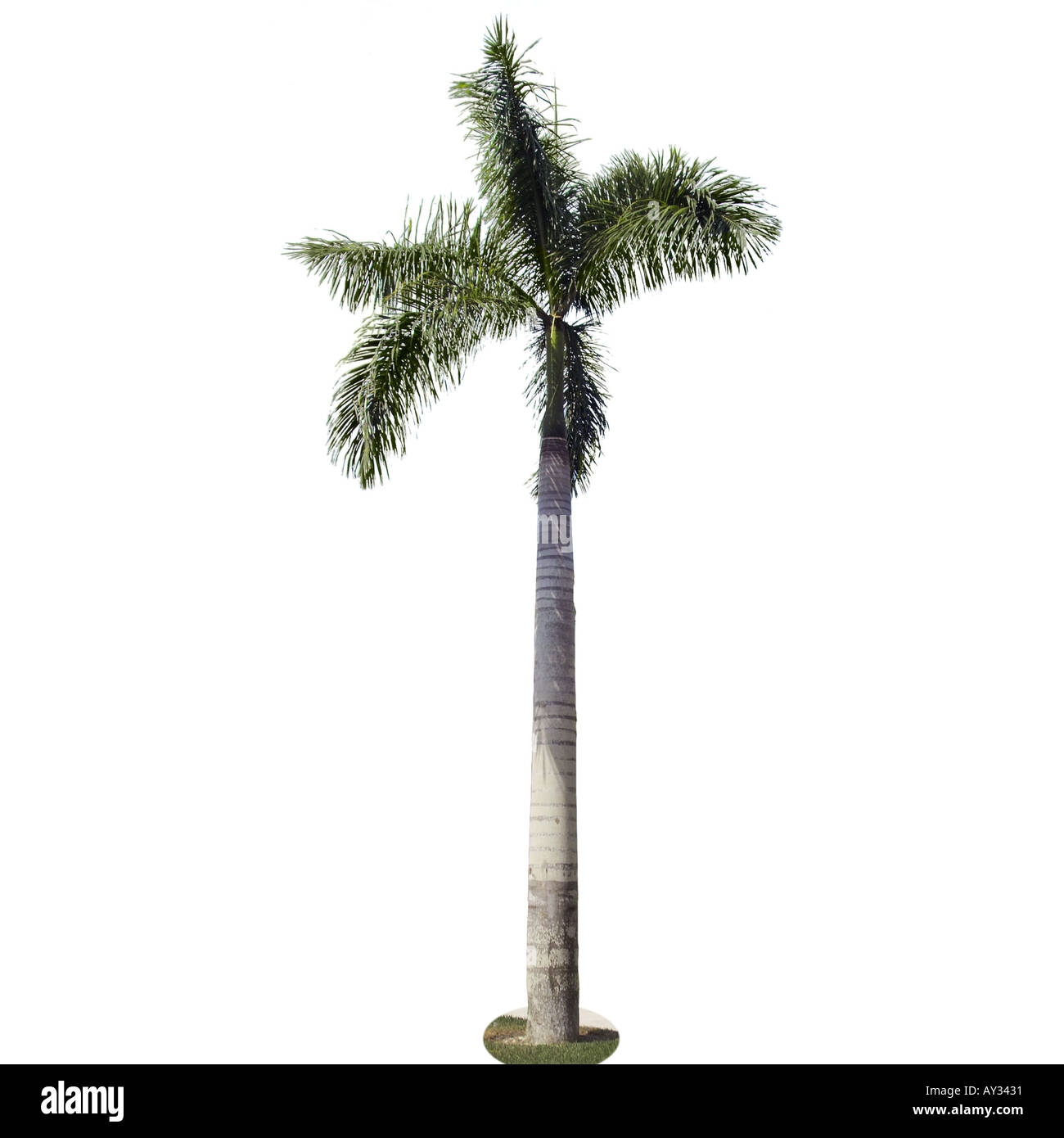 Royal palm tree Stock Photo - Alamy