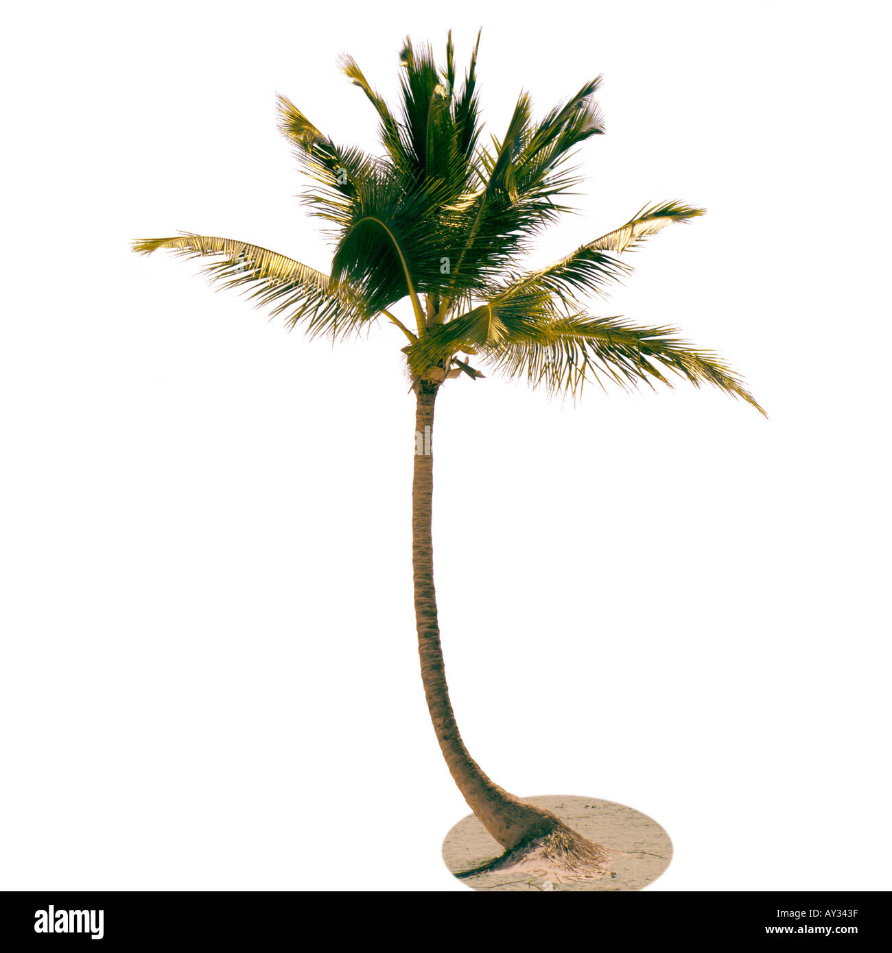 Coconut palm tree Stock Photo - Alamy