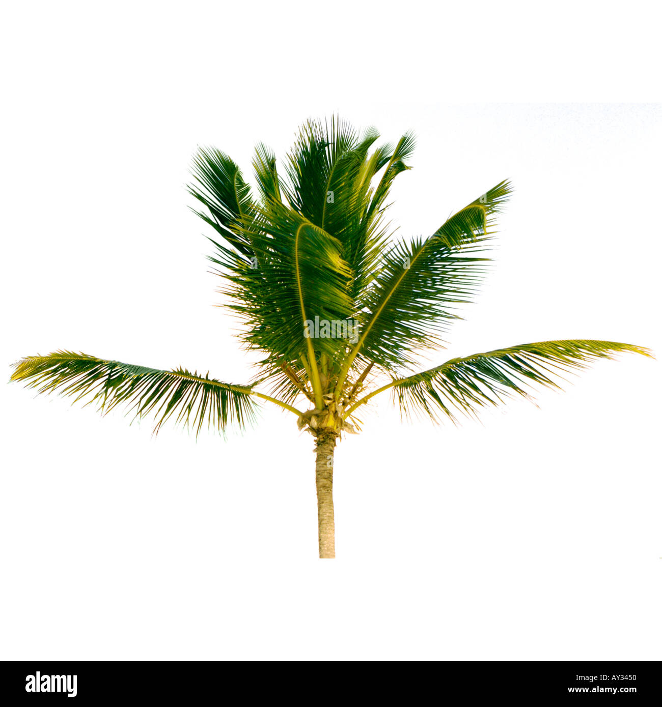 Coconut palm tree Stock Photo - Alamy