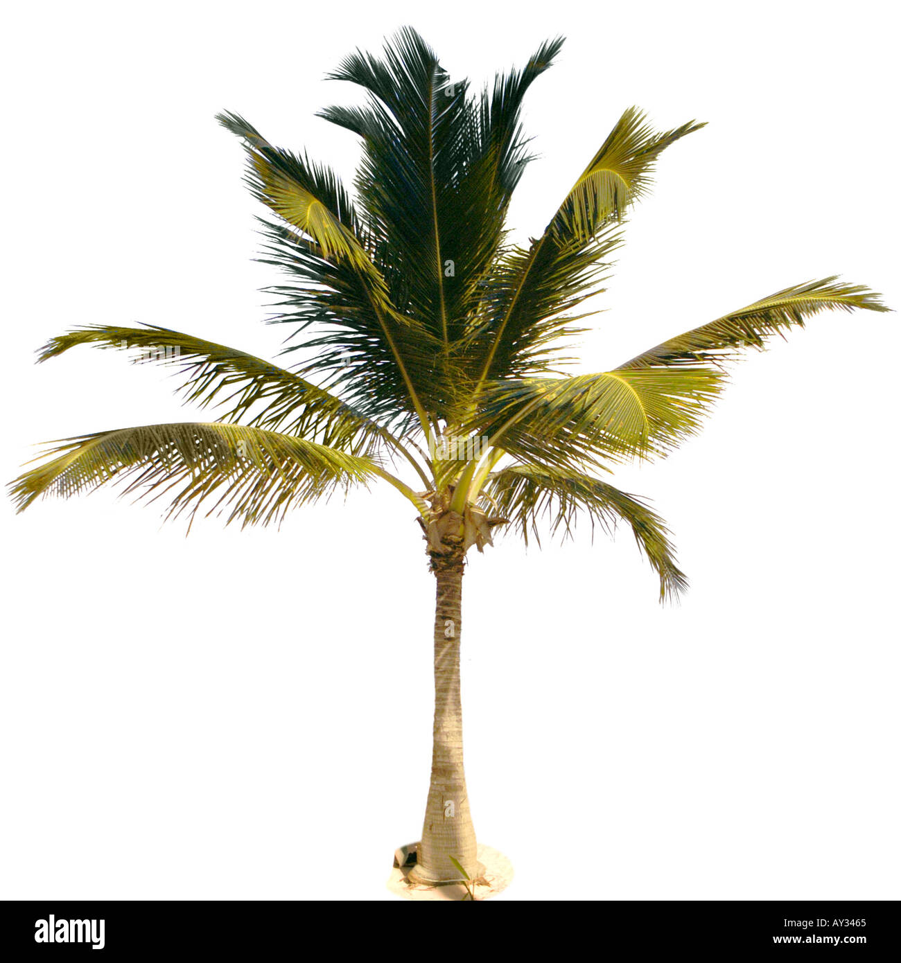 Coconut palm tree Stock Photo - Alamy