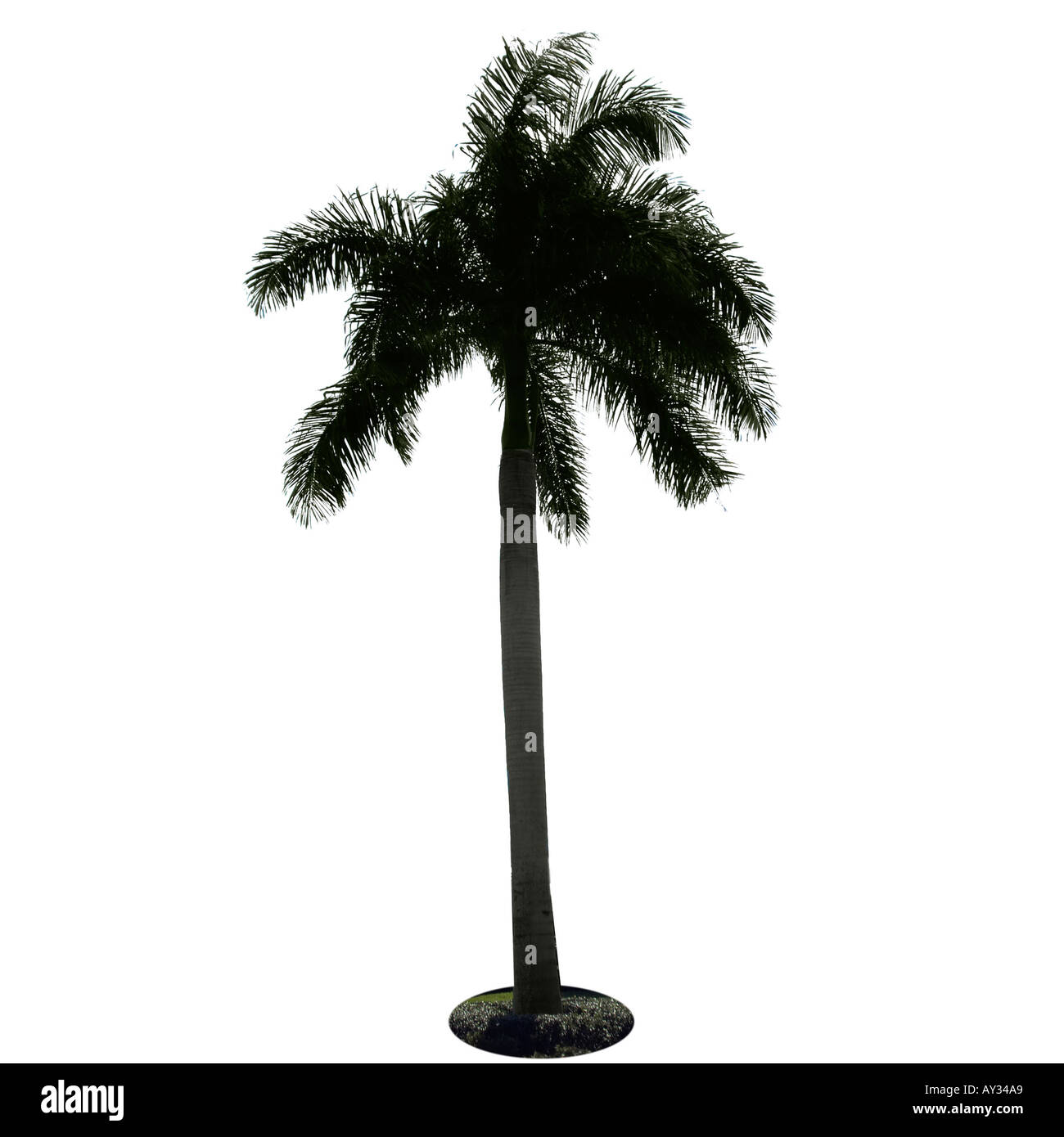 Royal palm tree Stock Photo - Alamy