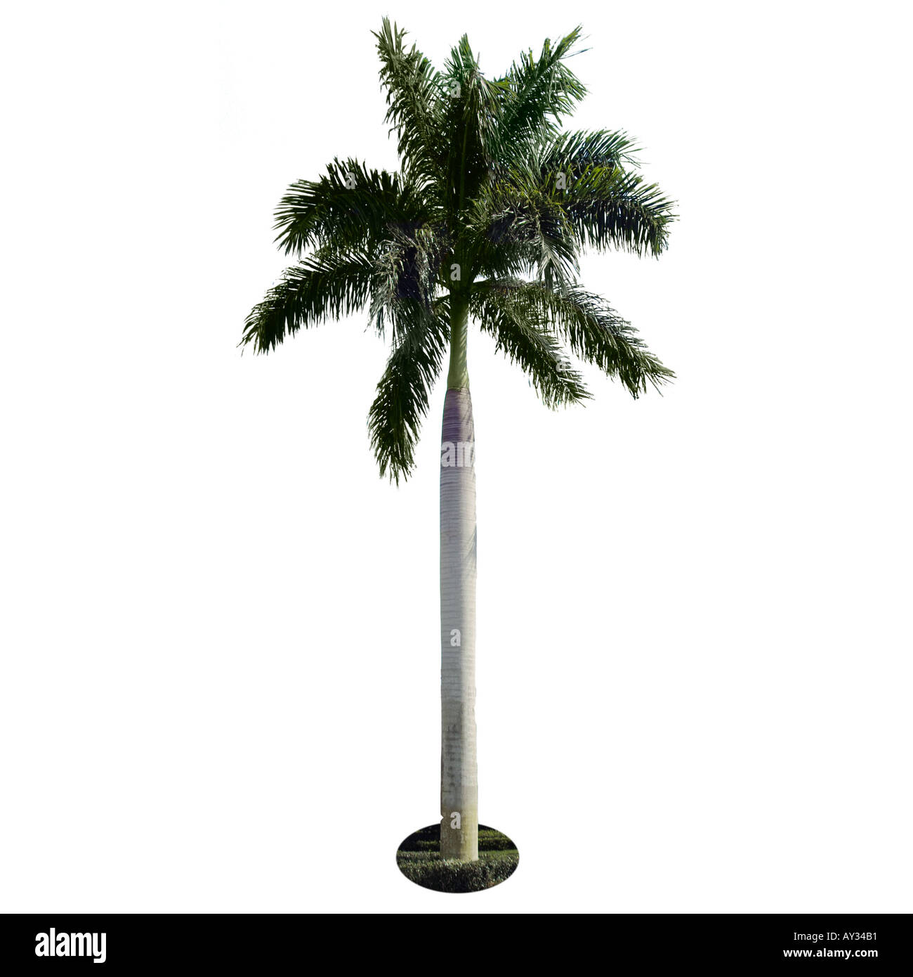 Royal palm tree Stock Photo - Alamy