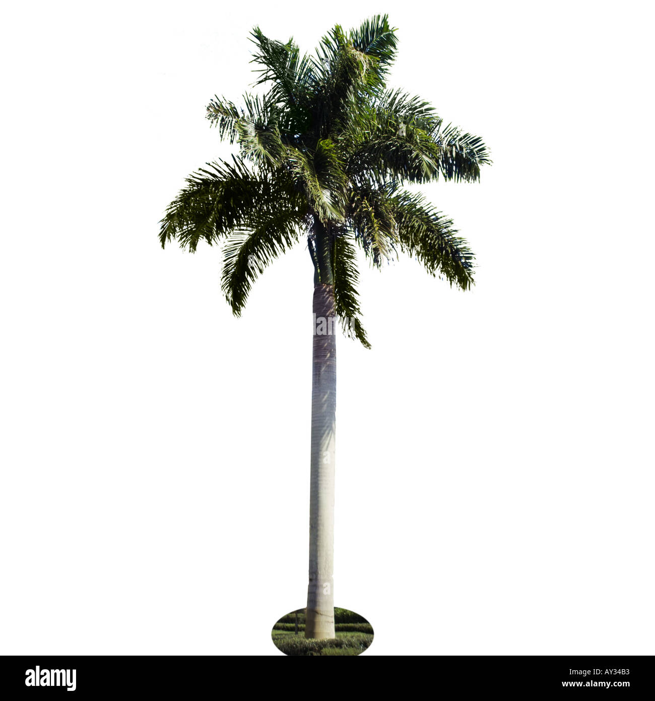 Royal palm tree Stock Photo - Alamy