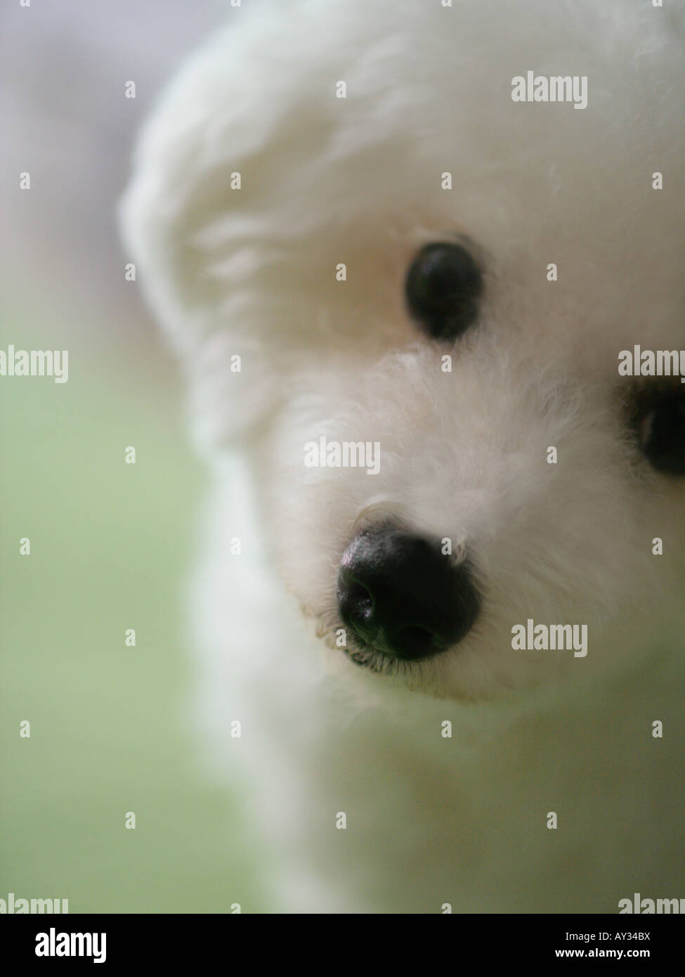 Close-up of a Bichon Frise Stock Photo - Alamy