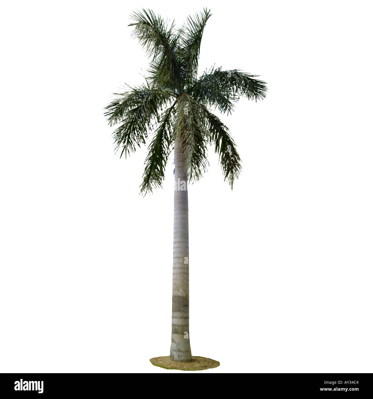 Royal palm tree Stock Photo - Alamy