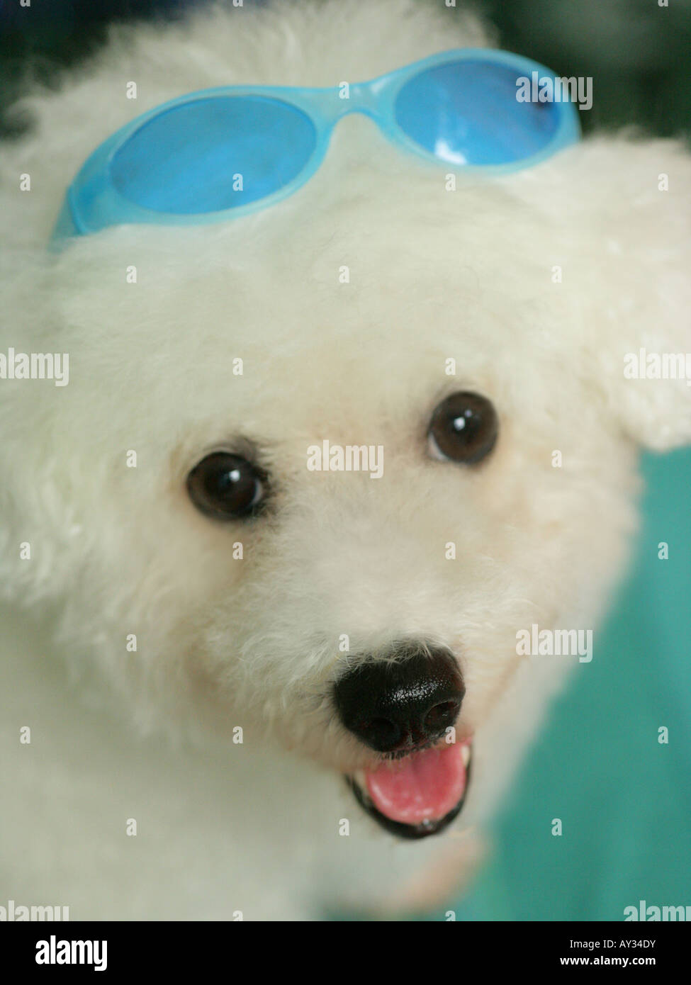 Close-up of a Bichon Frise Stock Photo - Alamy