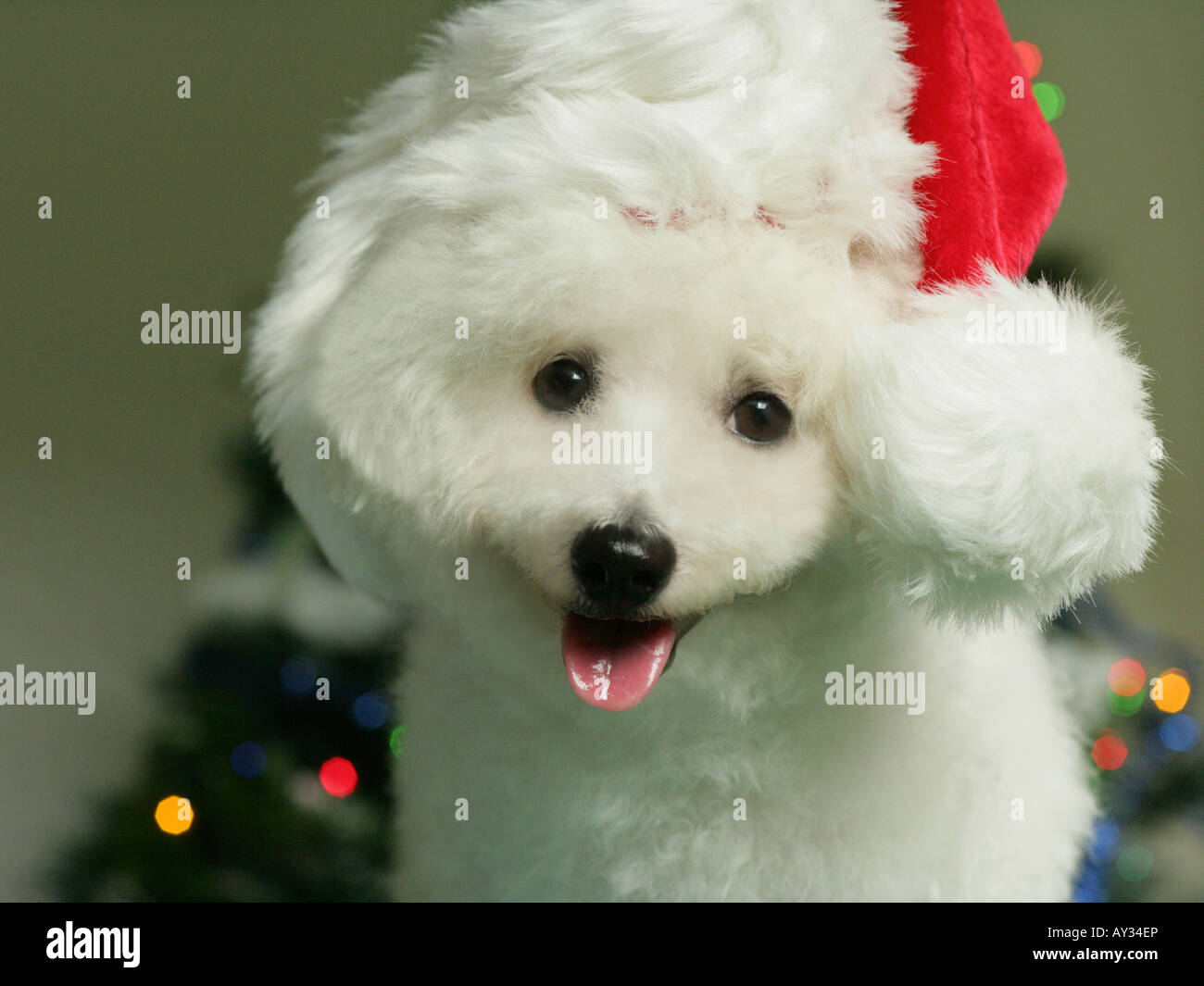 Close-up of a Bichon Frise wearing a Santa hat Stock Photo - Alamy