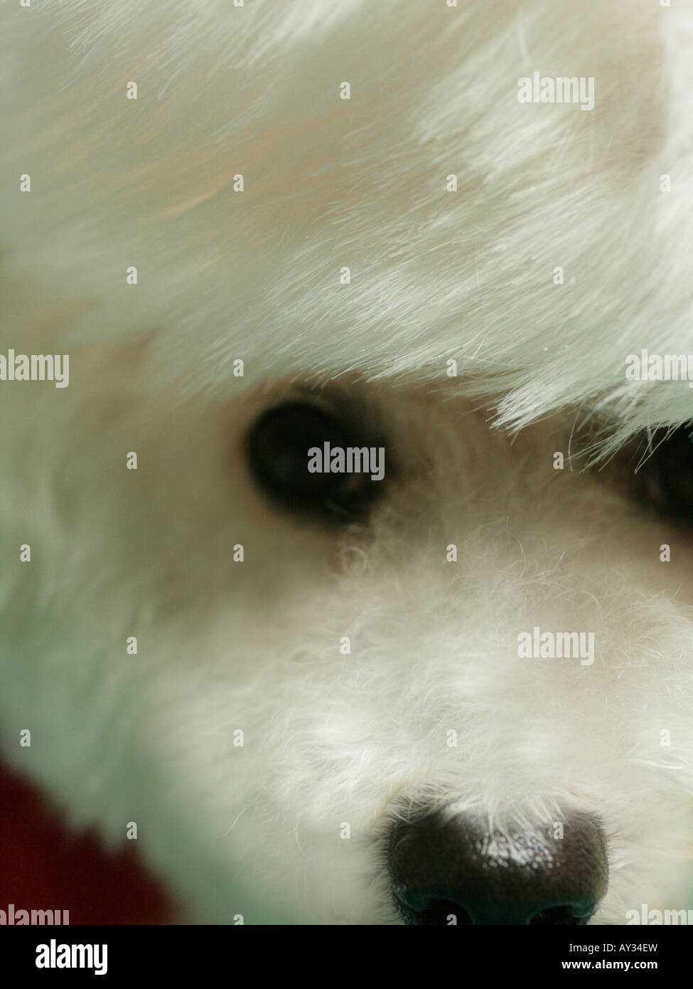 Close-up of a Bichon Frise Stock Photo - Alamy