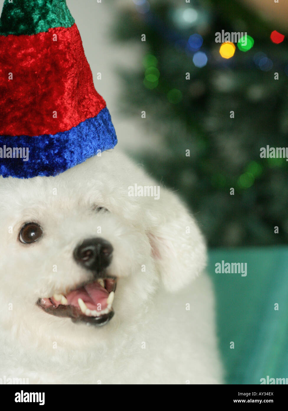 Close-up of a Bichon Frise wearing a hat Stock Photo - Alamy