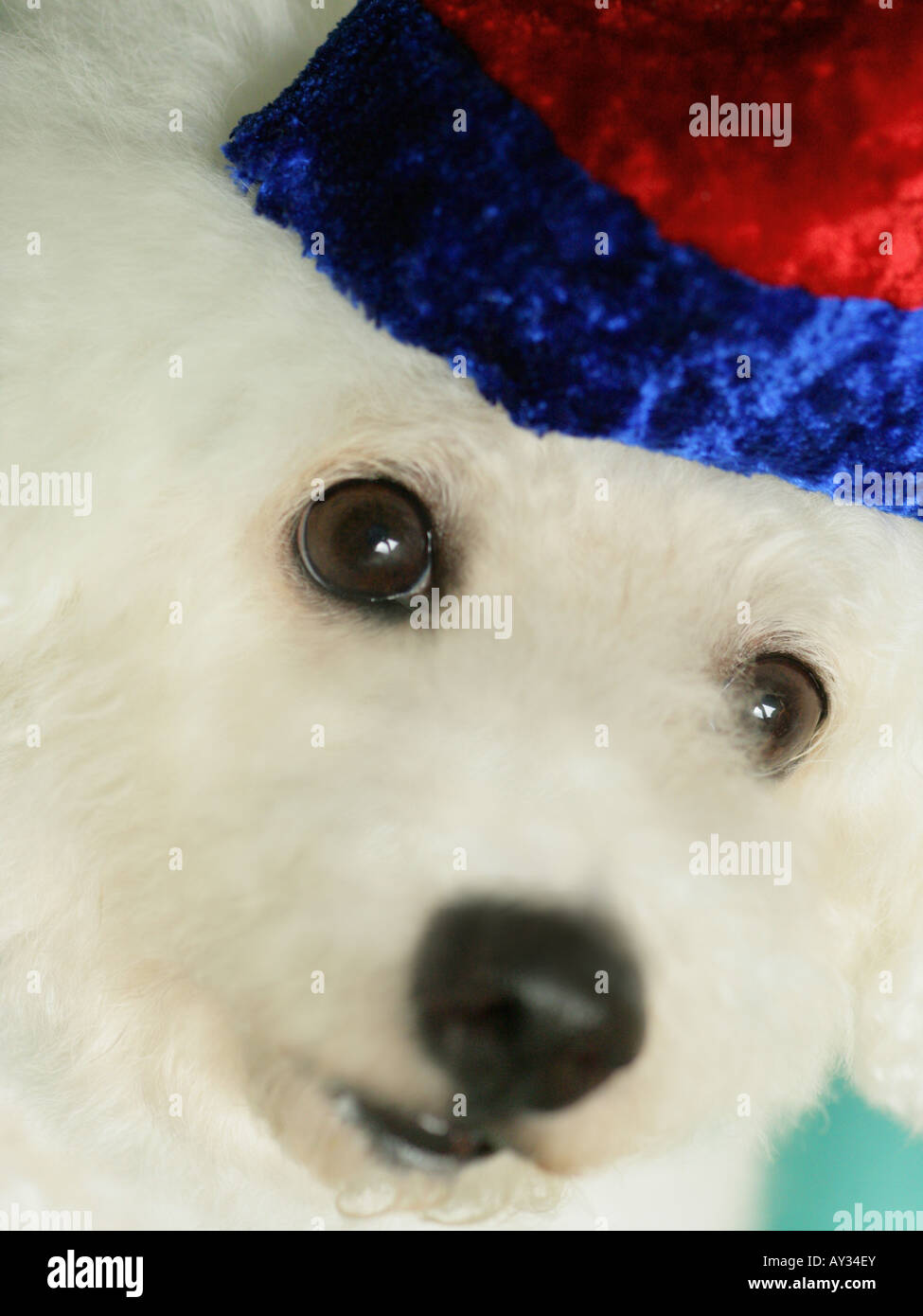 Close-up of a Bichon Frise wearing a hat Stock Photo - Alamy